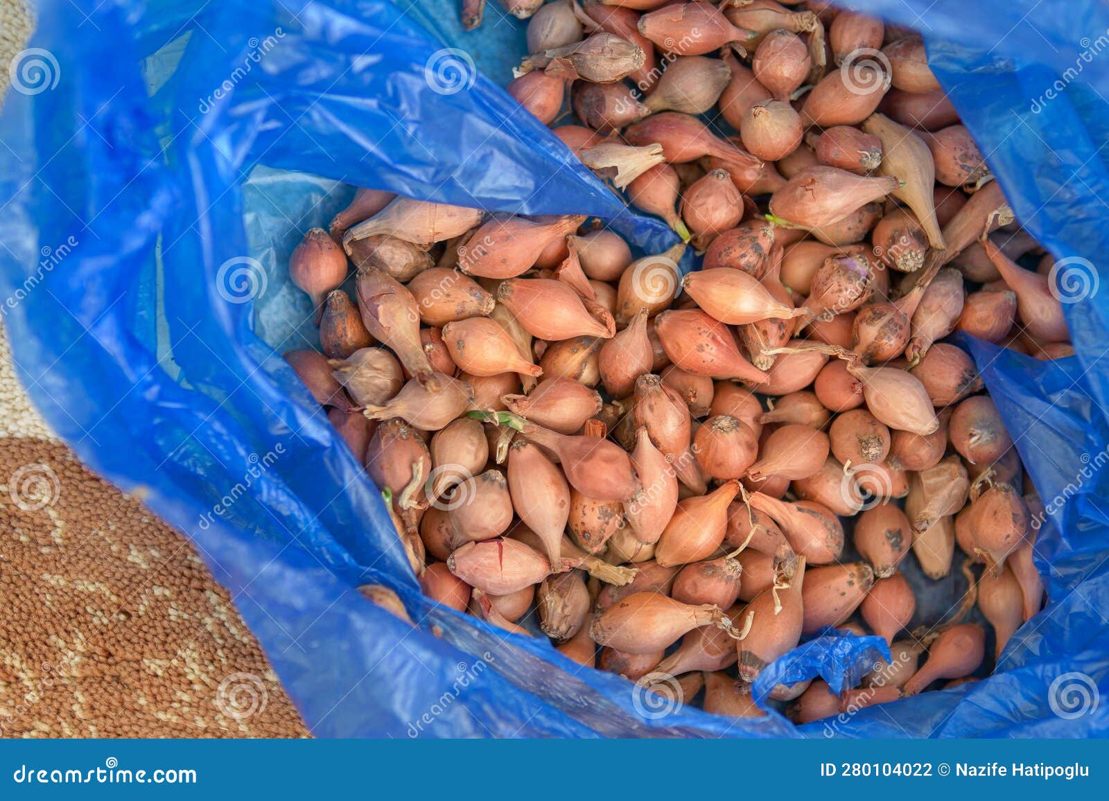 Large Onion Seeds, Scallion Onions, Seed Onions, Shallots, Onion Seeds ...