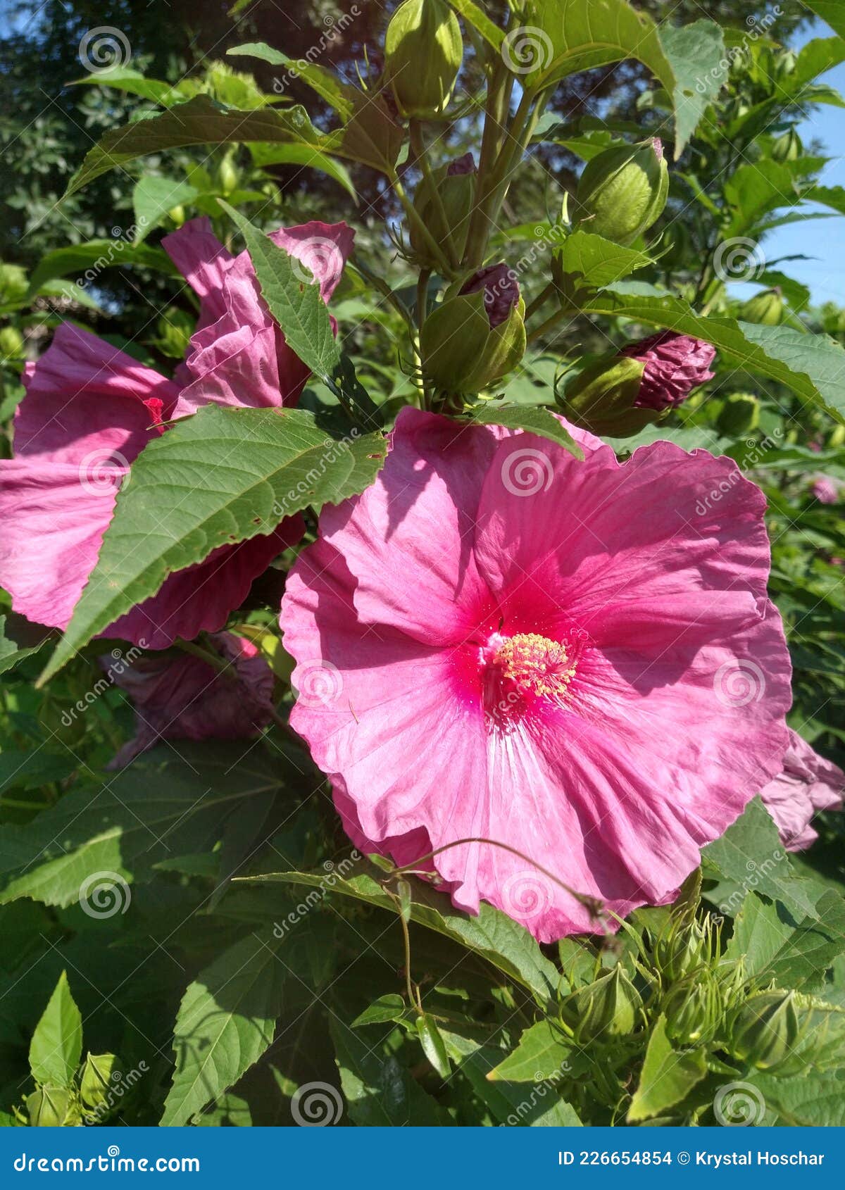 Large Open Pink Flowers and Buds Stock Photo - Image of plant, petal ...