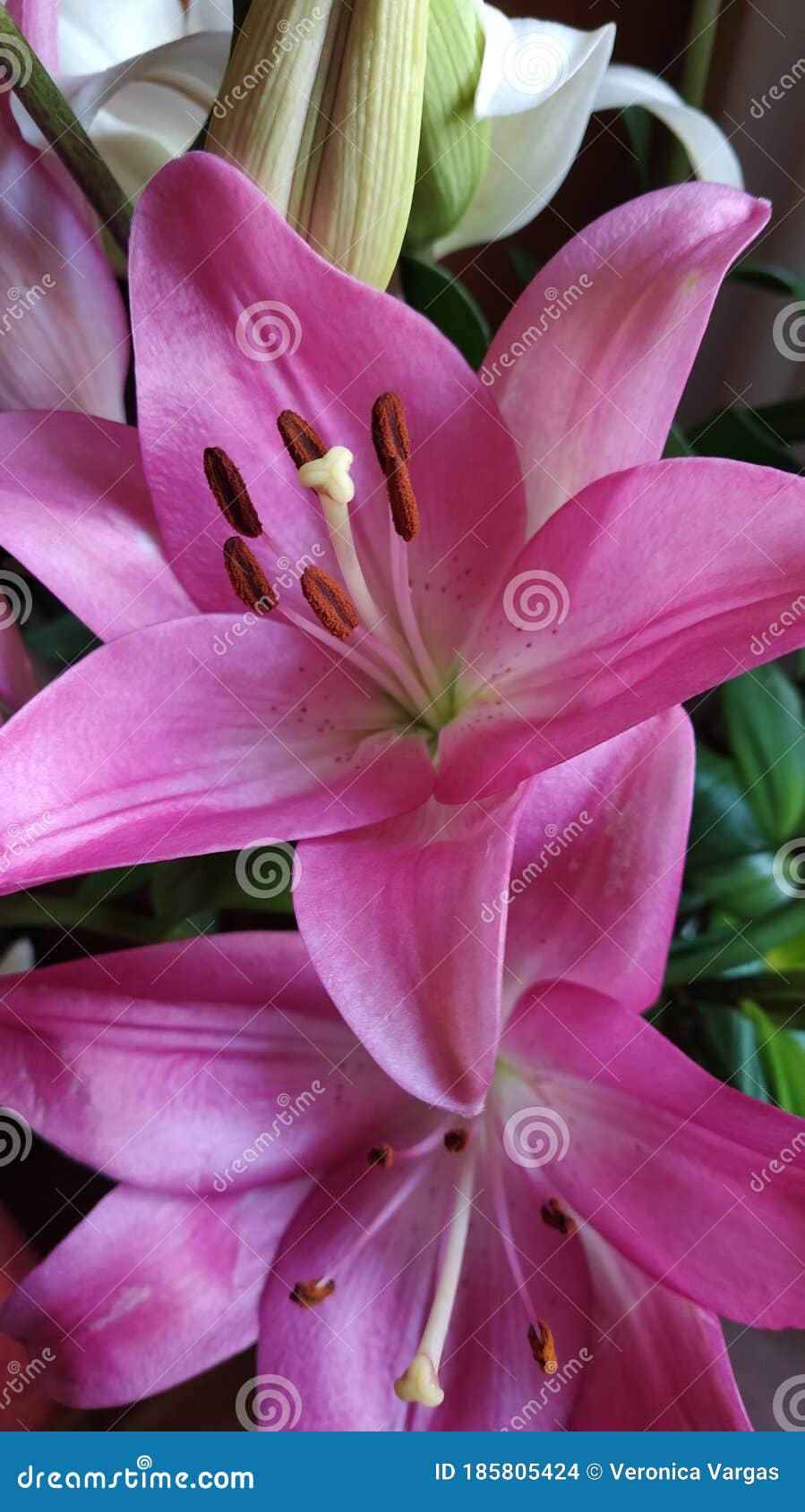 Large open pink lilies stock photo. Image of flowers - 185805424