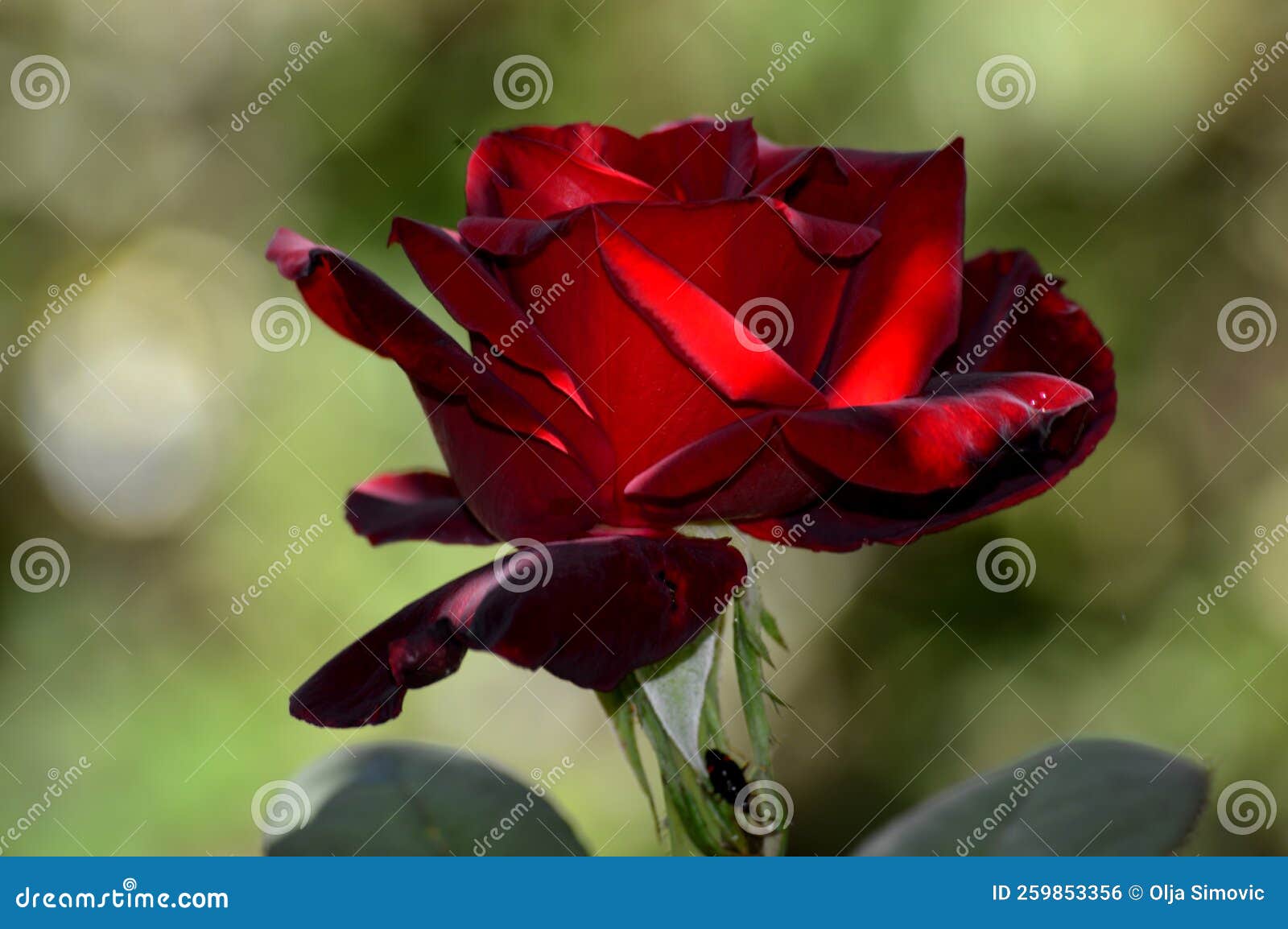 Large open red rose stock photo. Image of large, green - 259853356