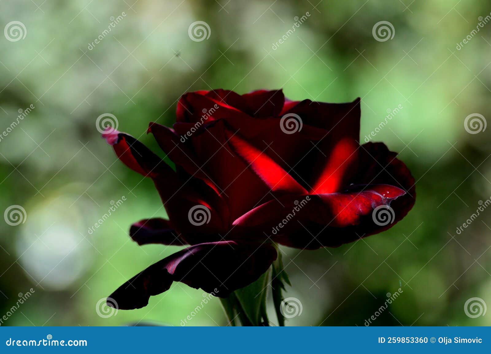 Large open red rose stock photo. Image of rose, love - 259853360
