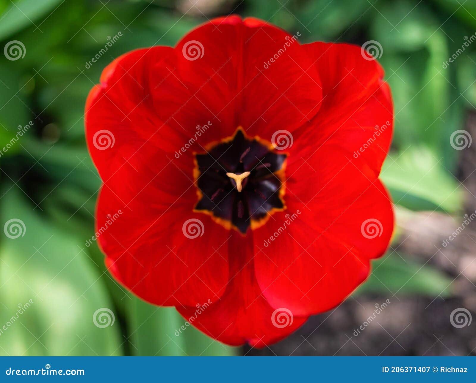 Large Open Red Tulip on a Background of Green Grass. Top View of a ...