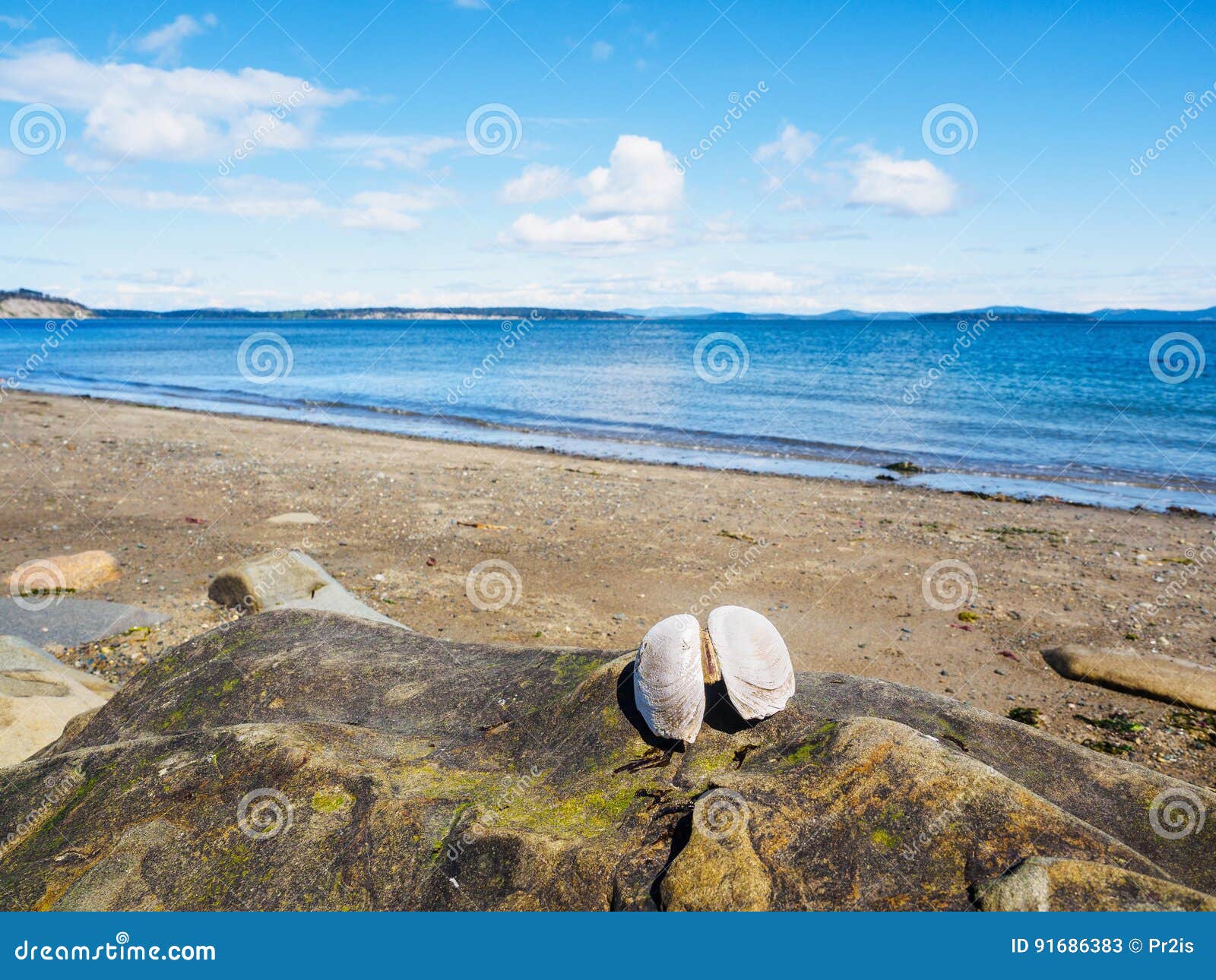 Large Open Shell on Rock, Ocean Beach Stock Image - Image of blue ...