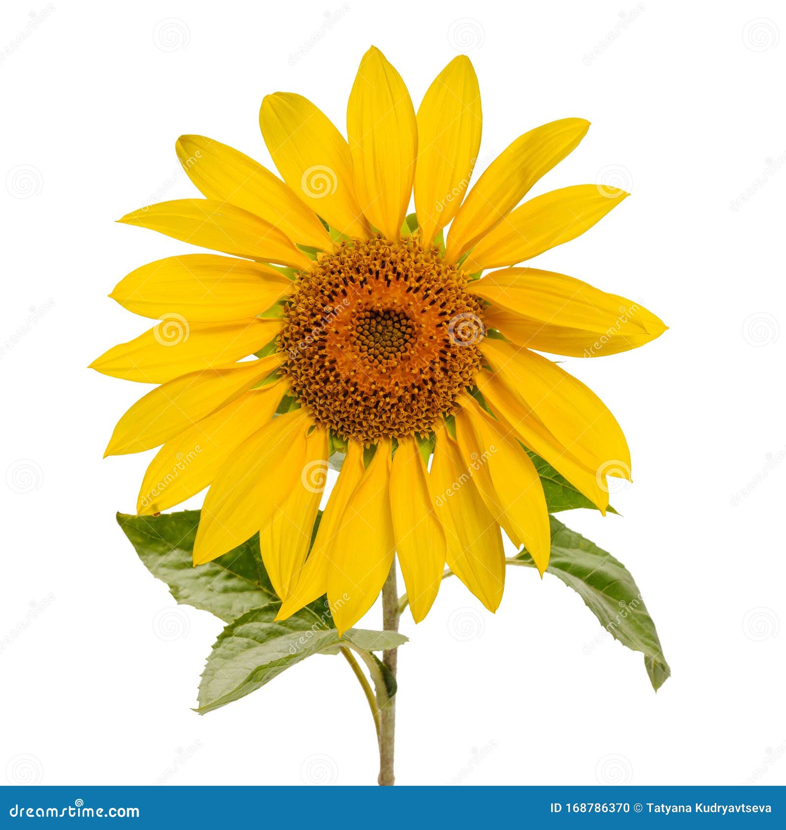 Large Open Sunflower Flower on the Stem on White Background Front View ...