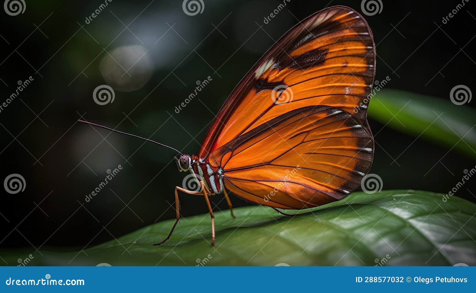 A Large Orange Butterfly Sitting on Top of a Green Leaf Stock Photo ...