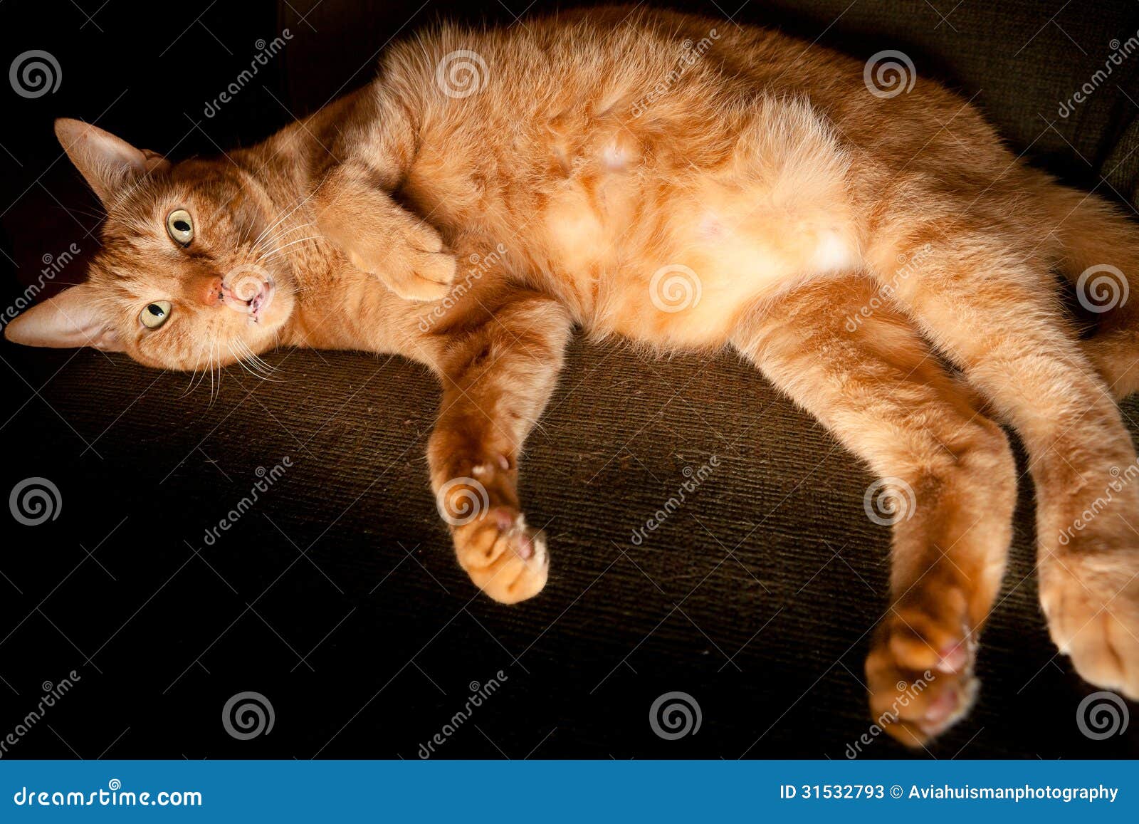 Large Orange Cat stock image. Image of love, adorable - 31532793
