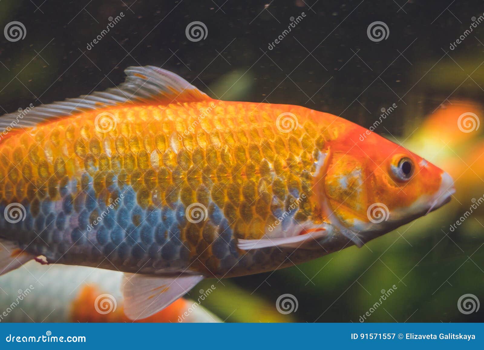 A Large Orange Fish in a Aquarium Stock Image - Image of nature ...