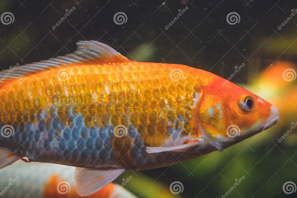 A Large Orange Fish in a Aquarium Stock Image - Image of nature ...