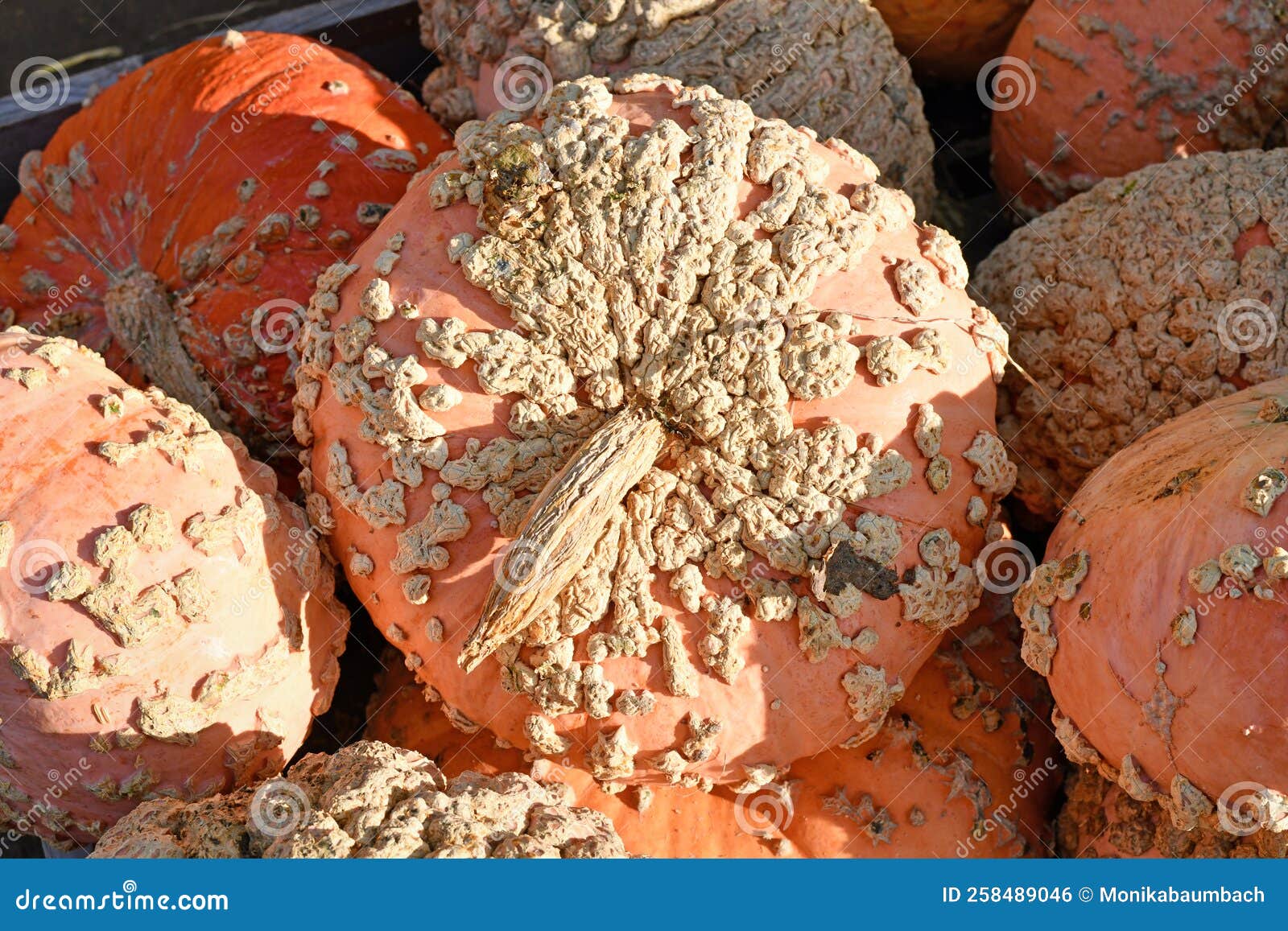 Large Galeux D Eysines Squash with Warts Stock Photo - Image of maxima ...
