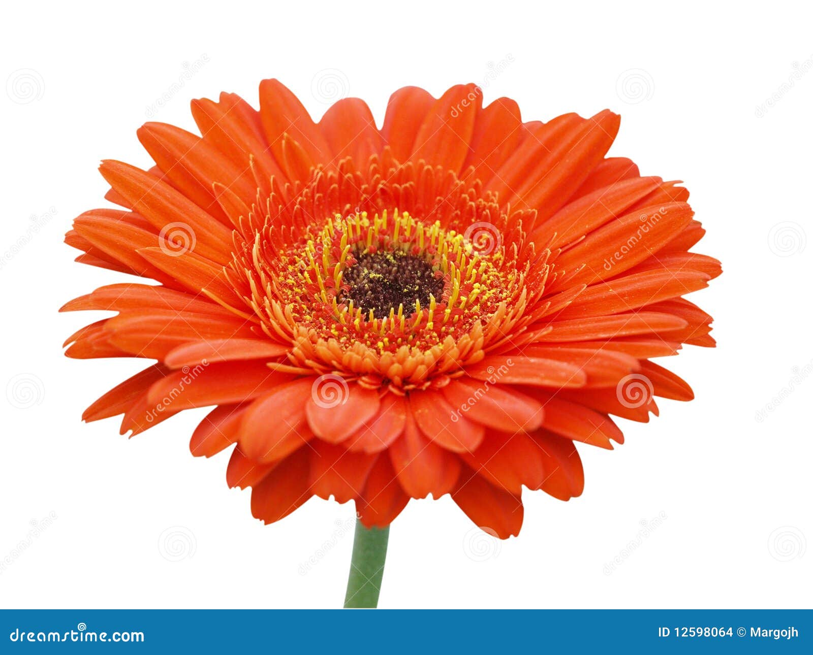 Large Orange Gerbera Daisy stock photo. Image of insect - 12598064