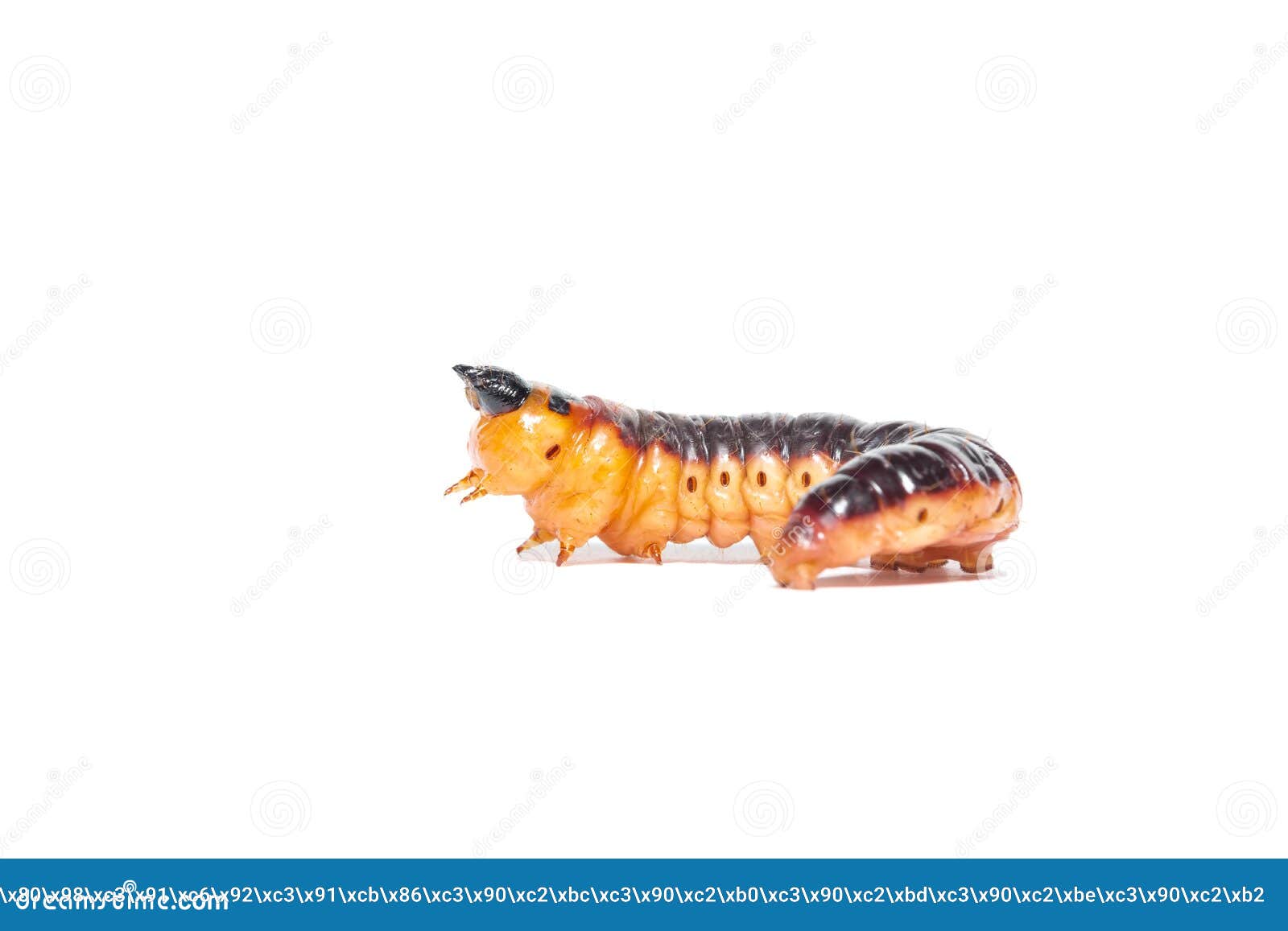 A Large Orange Larva of a Goat Moth Cossus Cossus Stock Image - Image ...