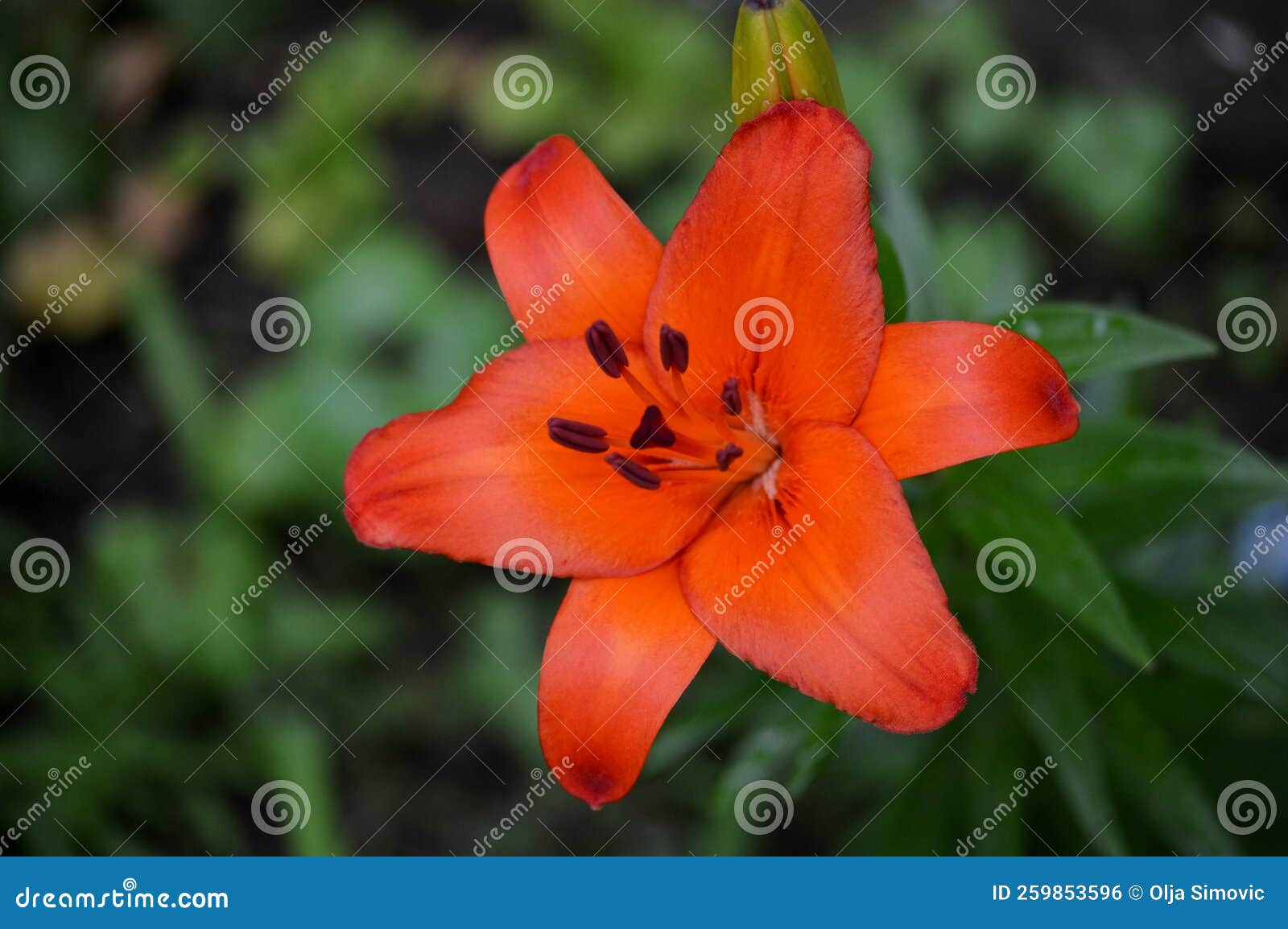 Large orange lily flower stock photo. Image of nature - 259853596
