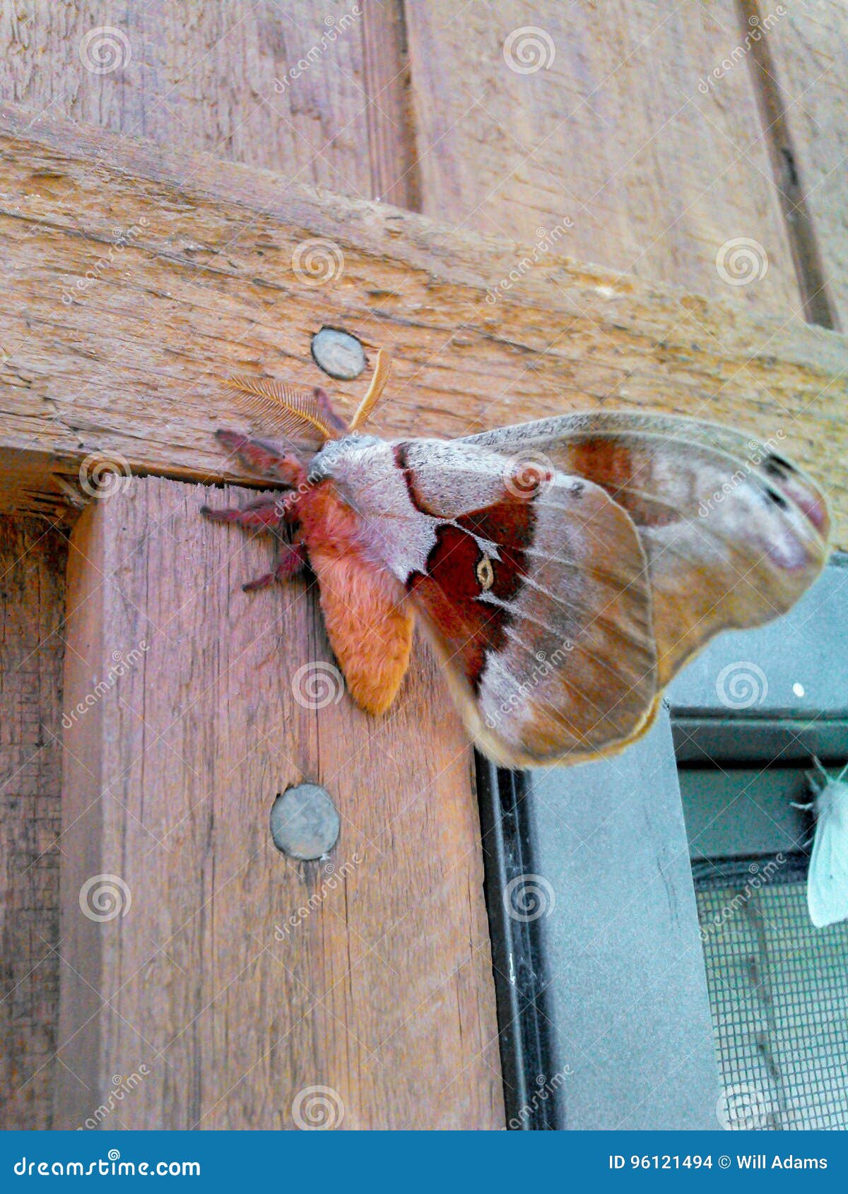 Large Orange Maroon and White Moth Stock Photo - Image of large ...