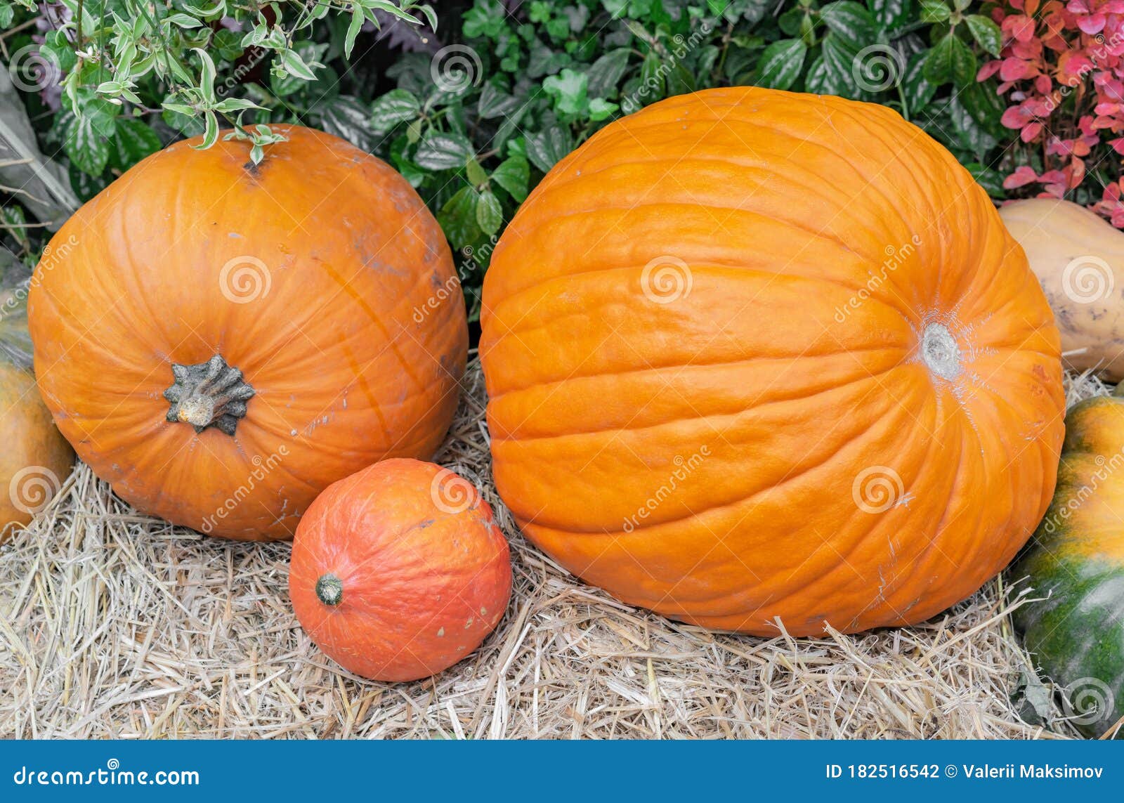 Large Orange Pumpkins on a Straw. Autumn Harvest of Pumpkins Stock ...