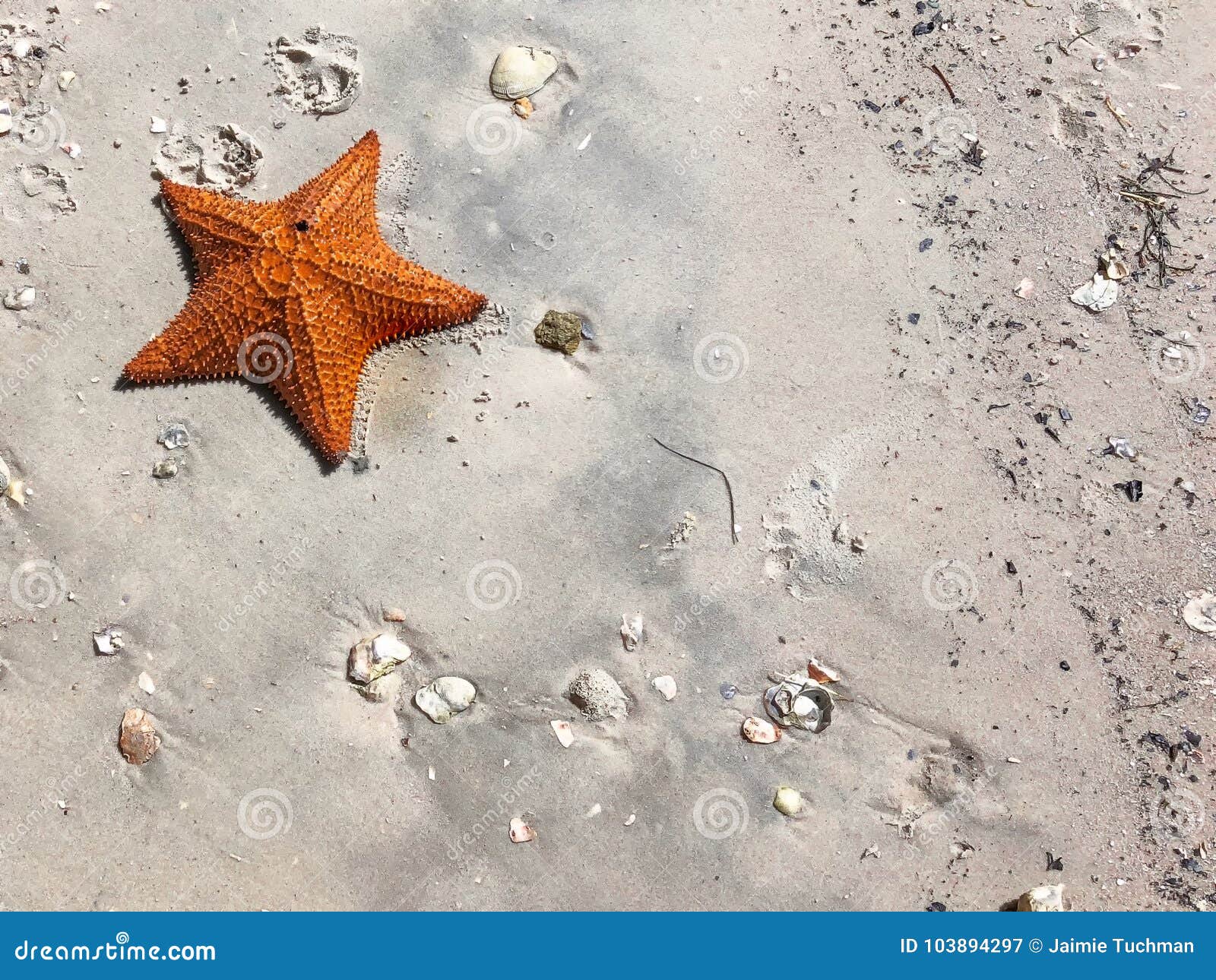Large Orange Sea Star on the Sand Stock Image - Image of seashore ...