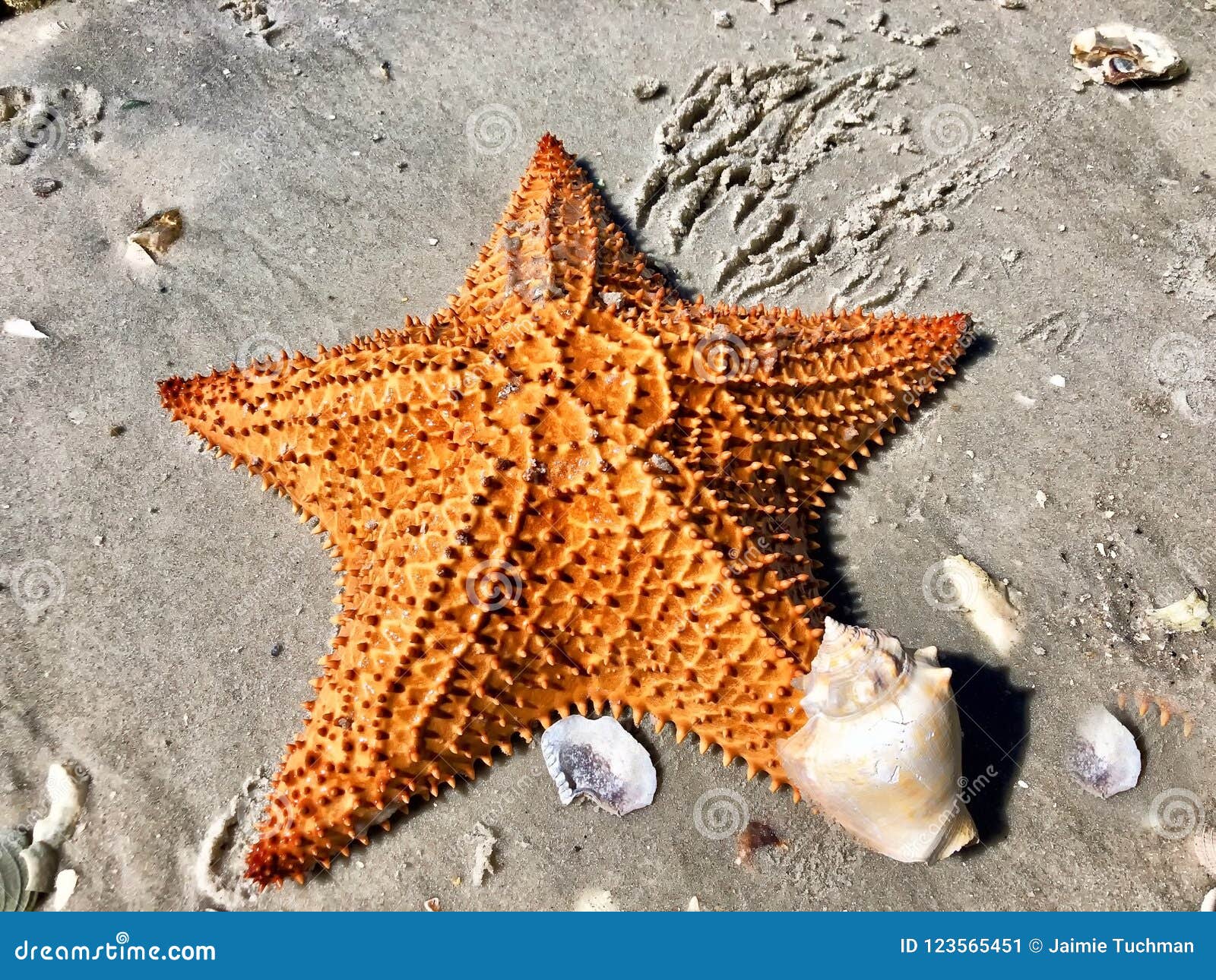 Large Orange Sea Star & X28;starfish& X29; on the Sand Stock Image ...