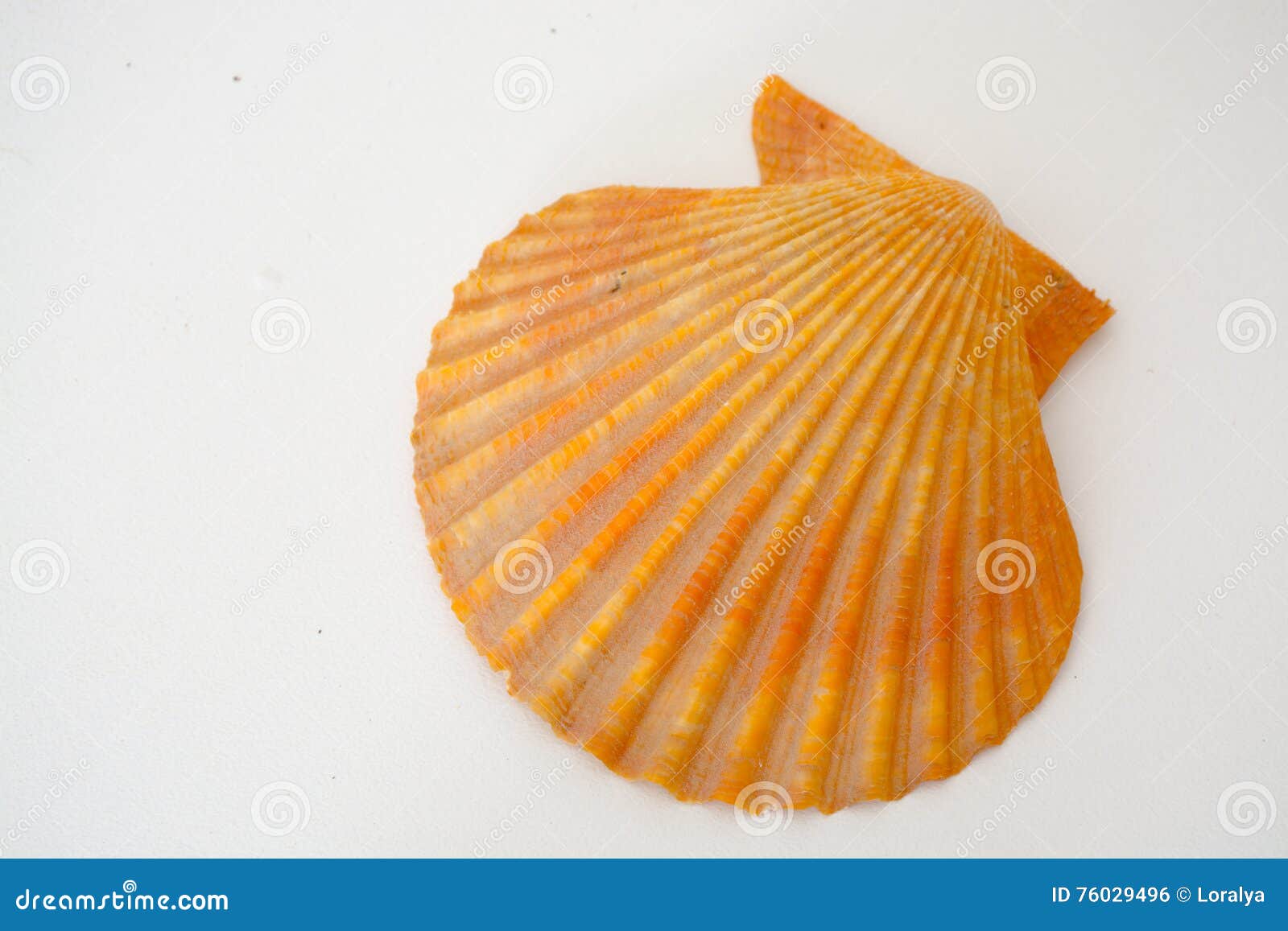 Large orange seashell stock photo. Image of coral, pearl - 76029496