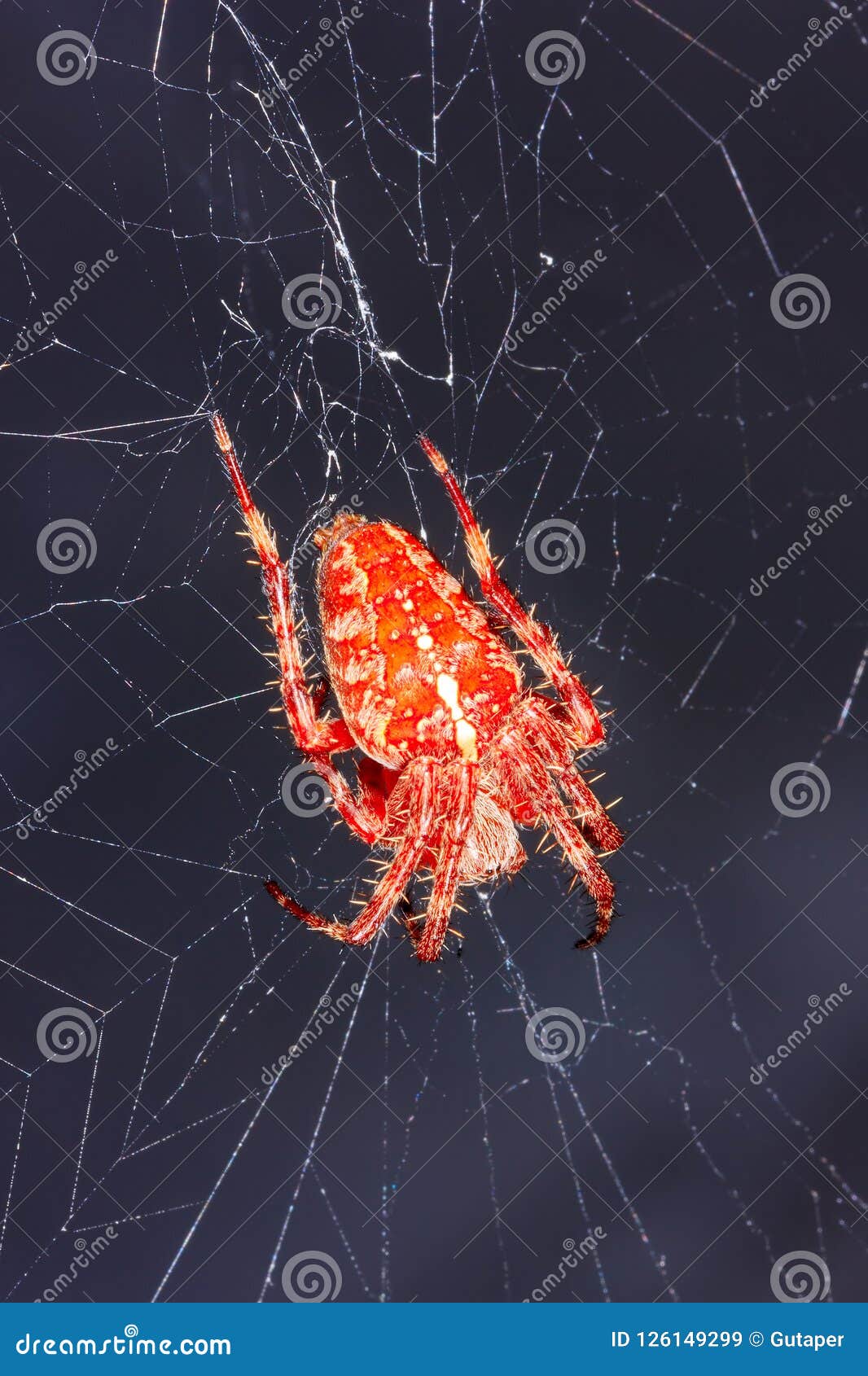 Large Orange Spider Araneus on the Web Stock Image - Image of ...