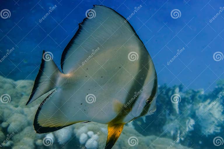 Large Orbicular Batfish in the Red Sea Stock Image - Image of animal ...