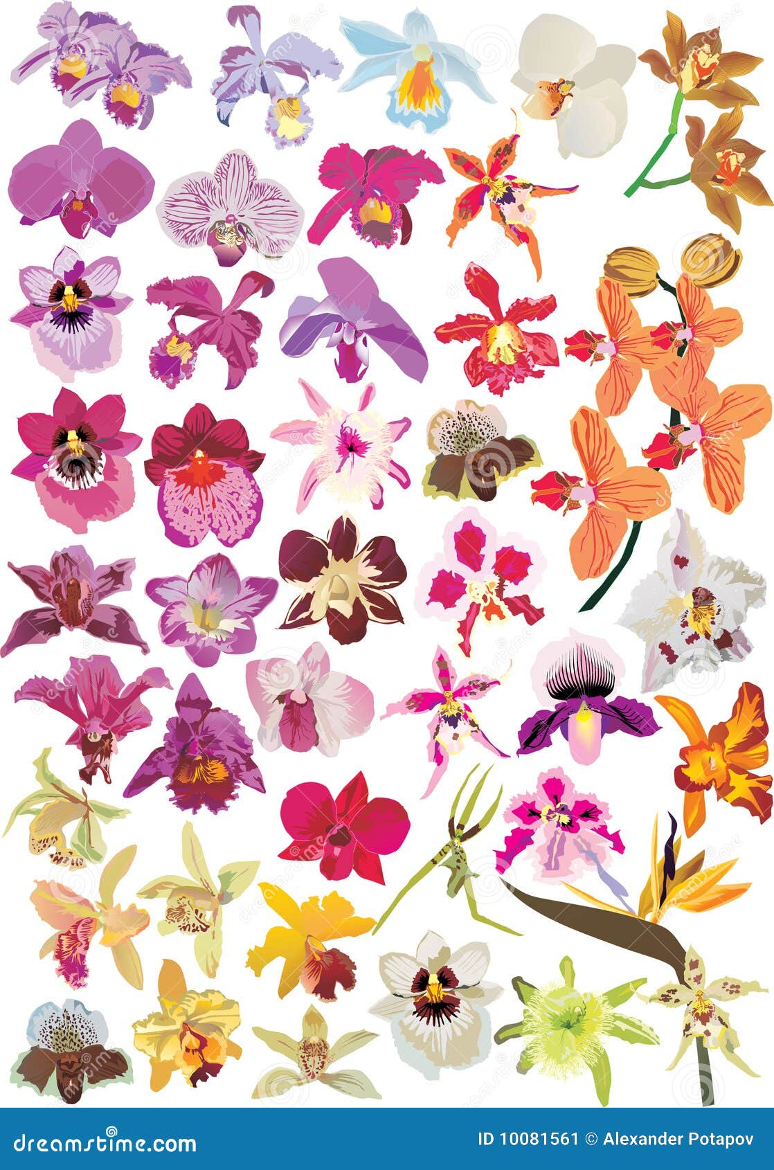 Large orchid collection stock vector. Illustration of oriental - 10081561