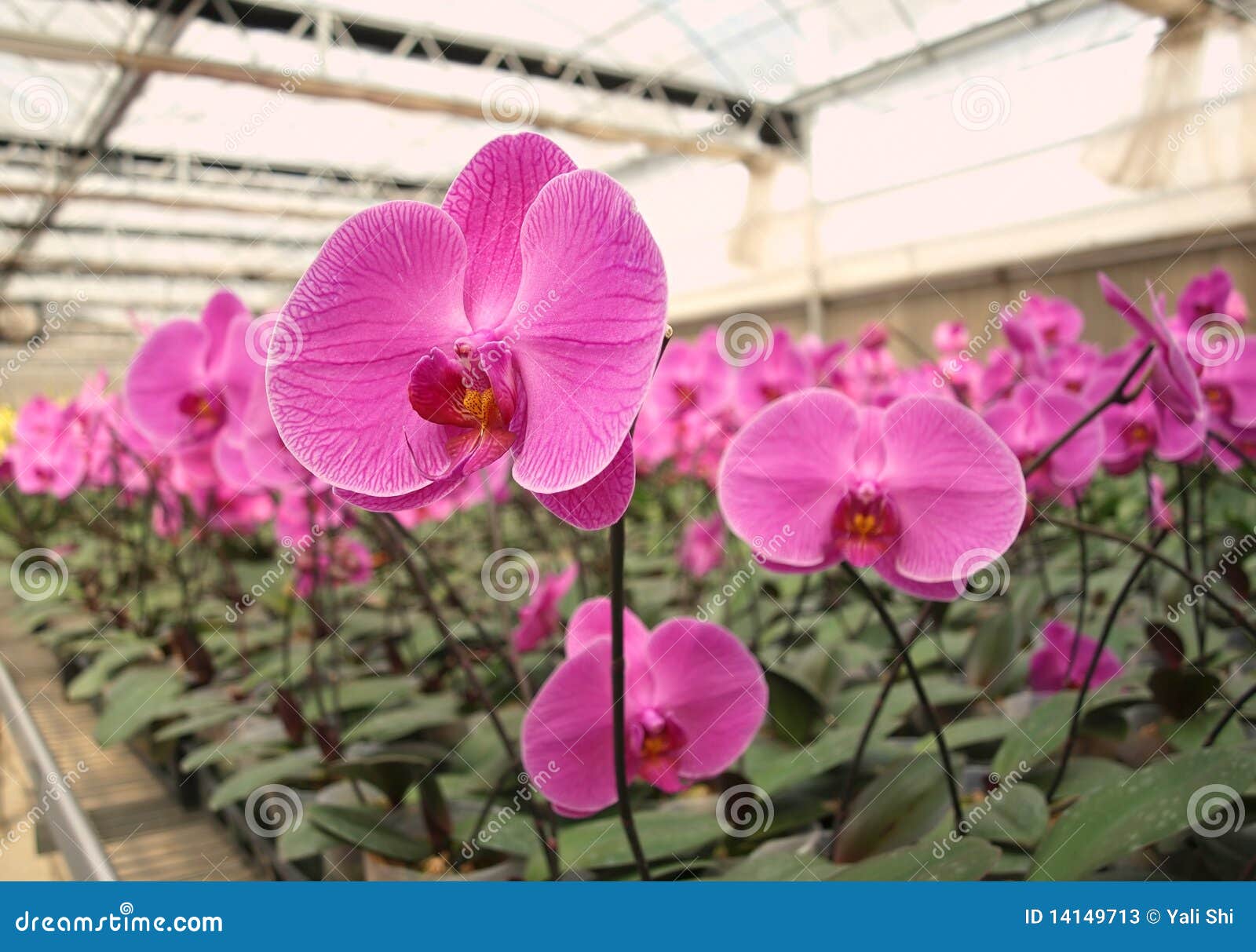 Large Orchid Nursery stock image. Image of plants, leaves - 14149713