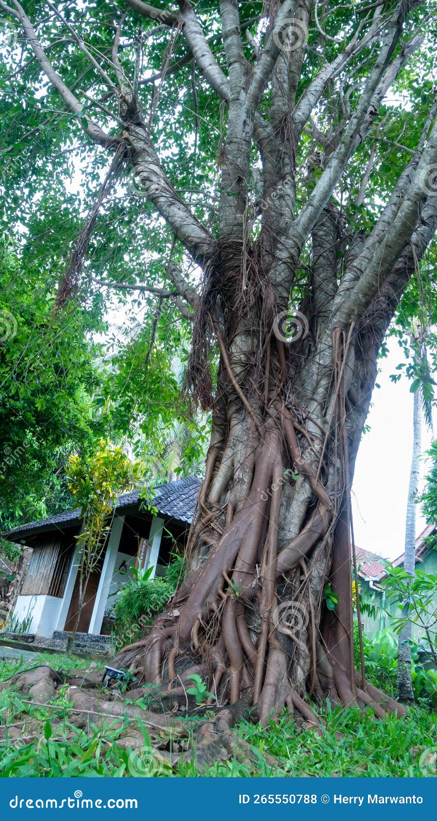 A LARGE ORNAMENTAL TREE ROOTED Stock Photo - Image of negla, branches ...