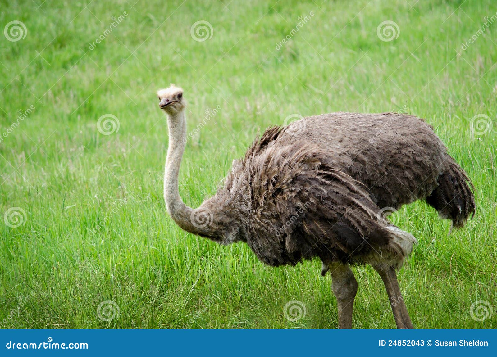 Large ostrich stock image. Image of meadow, bird, poultry - 24852043