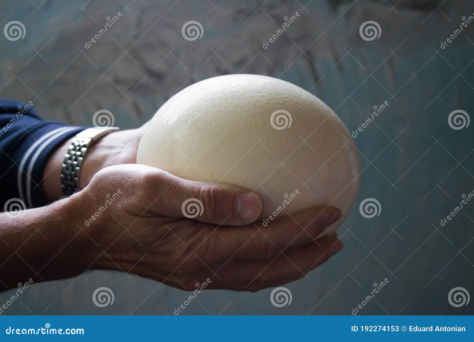 Large Ostrich Egg in Male Hands Stock Image - Image of studio, large ...