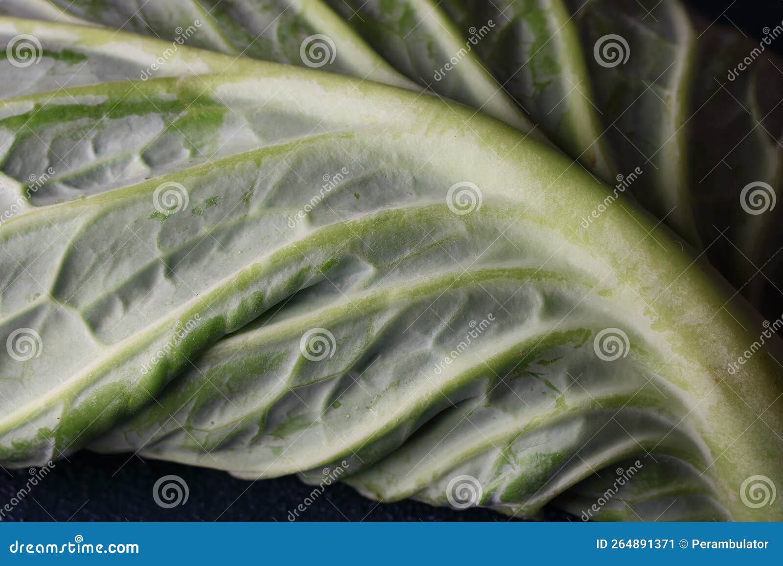 LARGE OUTER LEAF of a CABBAGE Stock Image - Image of outer, nature ...