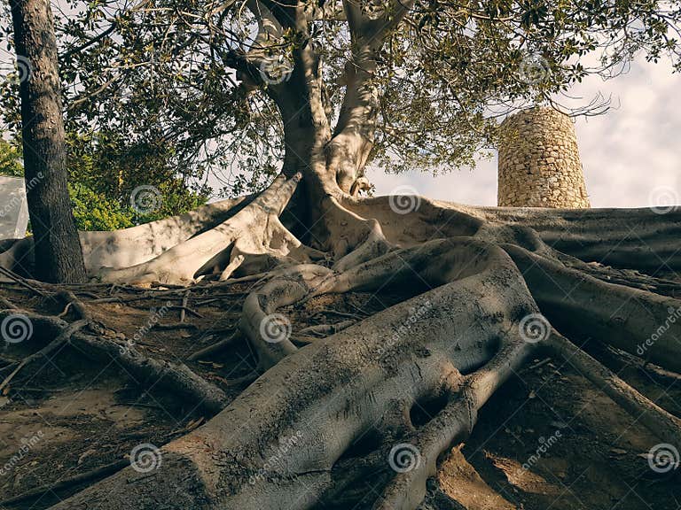 Large Outer Roots of the Mighty Tree Stock Image - Image of nature ...