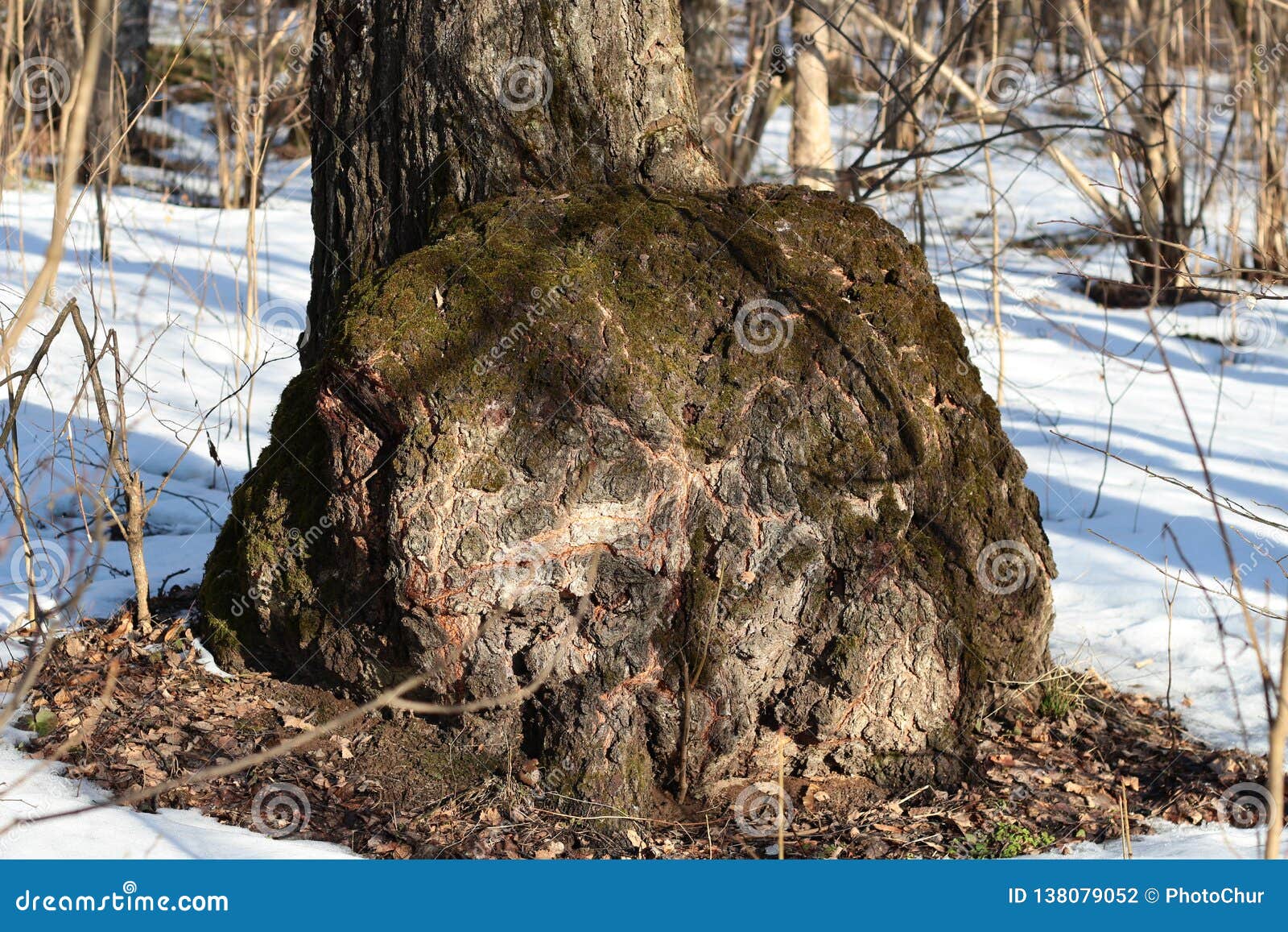 Large Outgrowth in the Base of the Tree Trunk Stock Photo - Image of ...