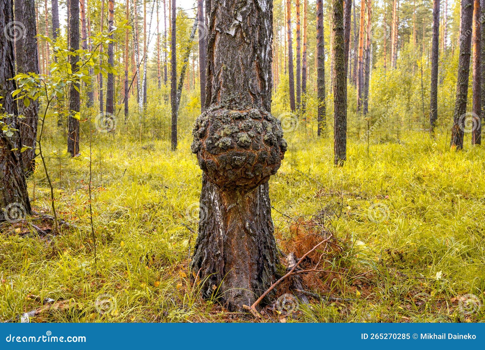 Large Outgrowth on a Tree Trunk. Birch Suvel. Tree Diseases Stock Image ...