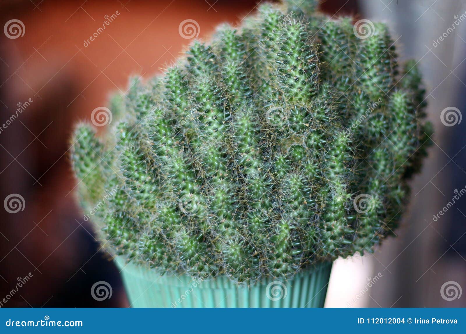 Large Overgrown Cactus in the Pot Stock Photo - Image of botany, flora ...