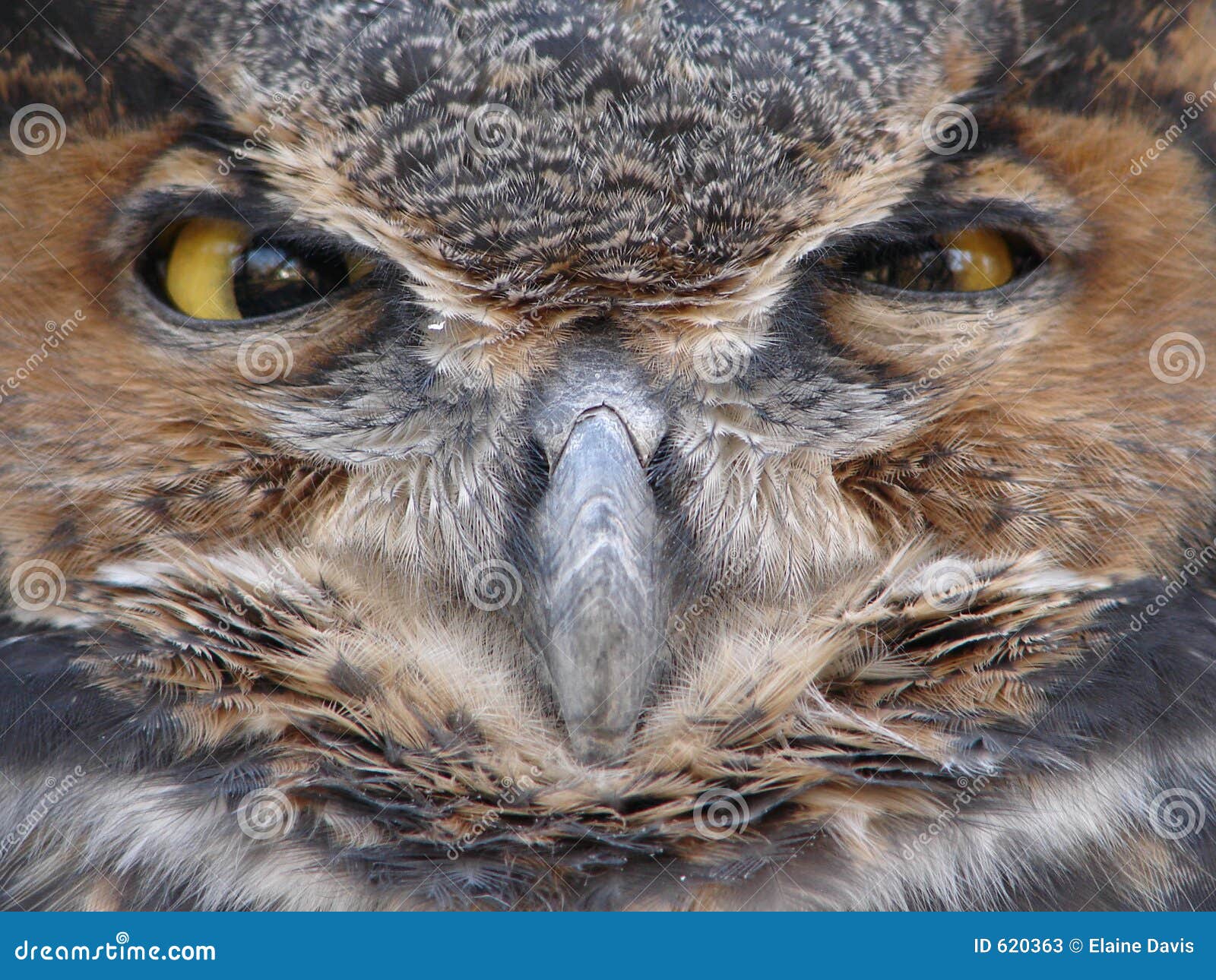 Large Owl Face stock image. Image of feather, face, angry - 620363