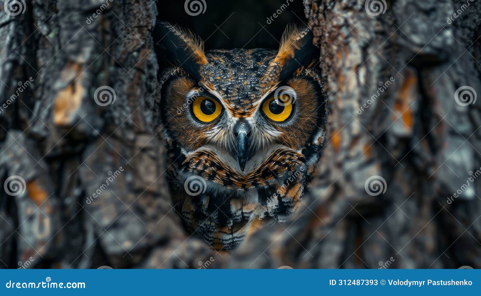A Large Owl is Peeking Out of a Hole in a Tree Stock Image - Image of ...