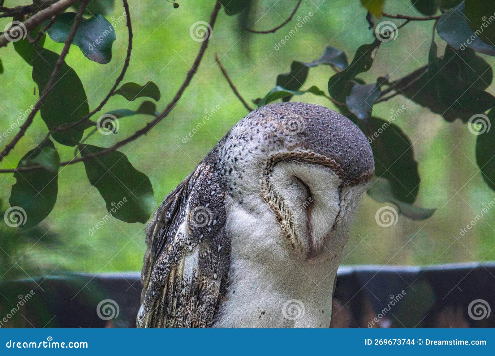Large Owl sleeping stock photo. Image of sleeping, carving - 269673744