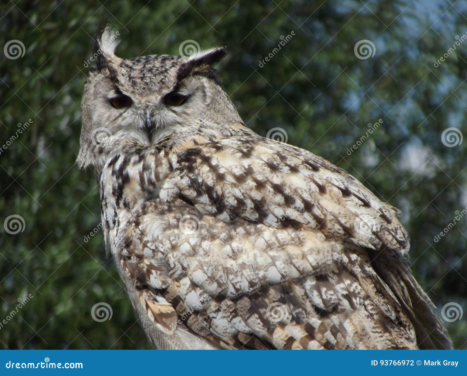 Large Owls stock photo. Image of american, large, owls - 93766972