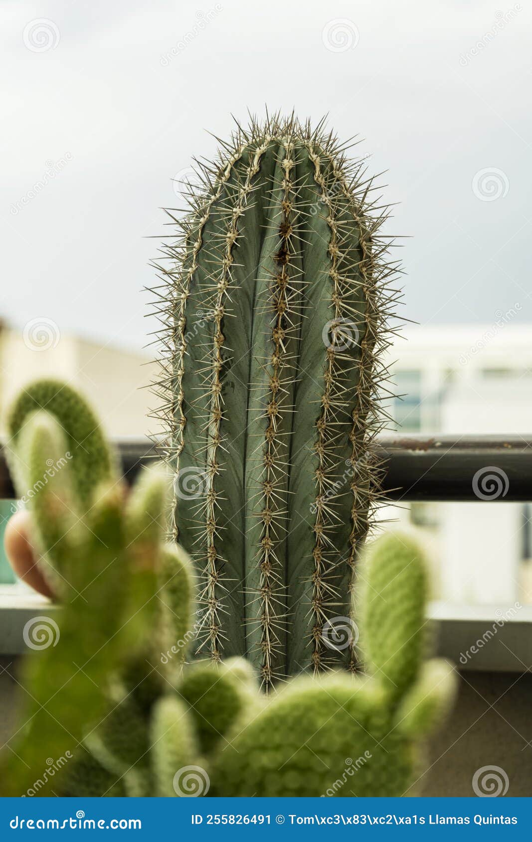 A Large Pachycereus Pringlei Cactus with Its Fine Sharp Tips among ...