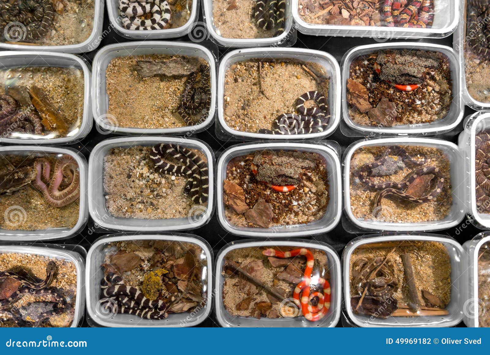 Large pack of young snakes stock photo. Image of beauty - 49969182