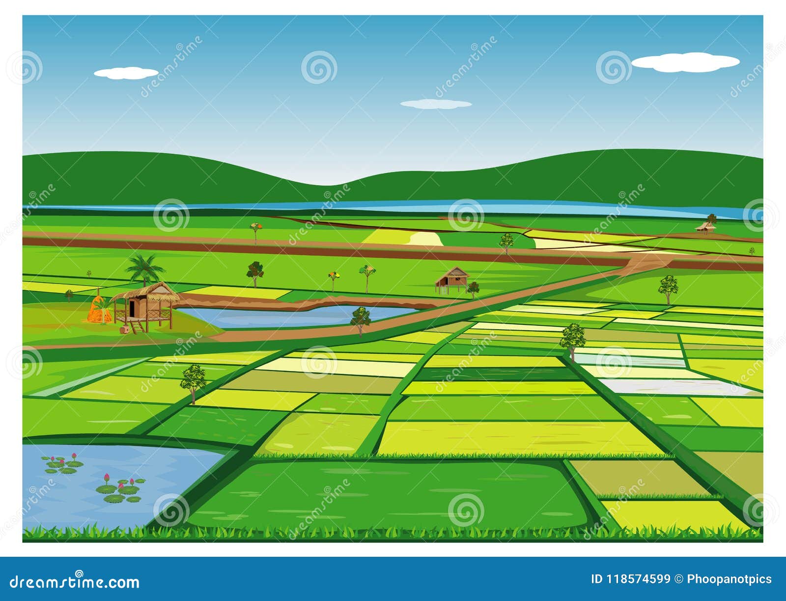 Large paddy field stock vector. Illustration of cloud - 118574599