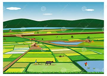 Large paddy field stock vector. Illustration of vector - 118574807