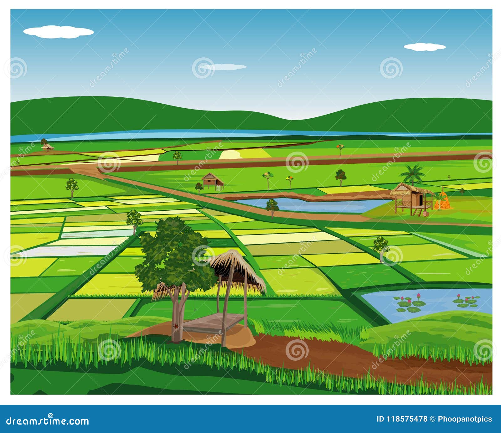 Large paddy field stock vector. Illustration of grass - 118575478
