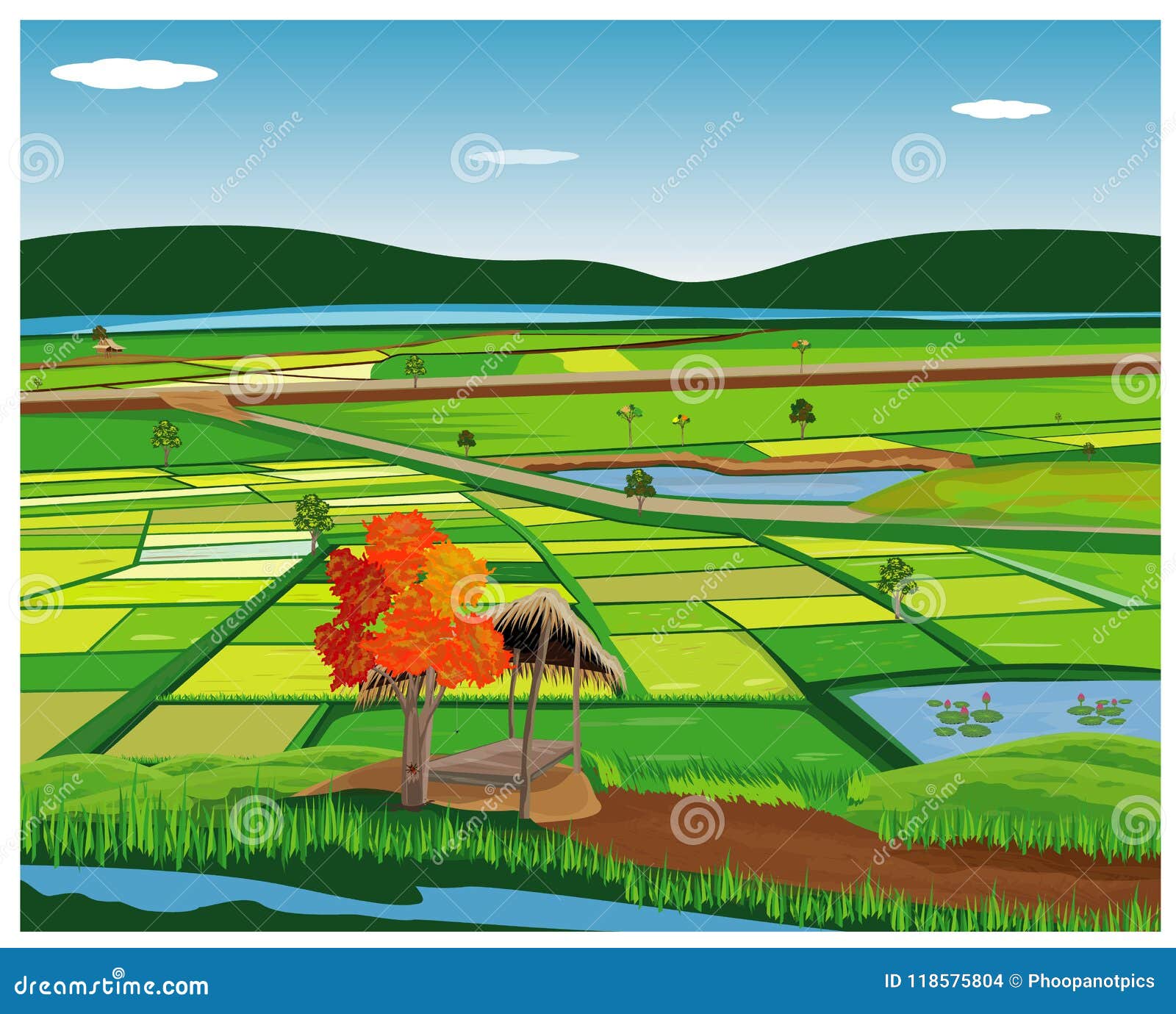 Large paddy field stock vector. Illustration of large - 118575804