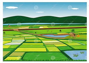 Large paddy field stock vector. Illustration of straw - 118576878