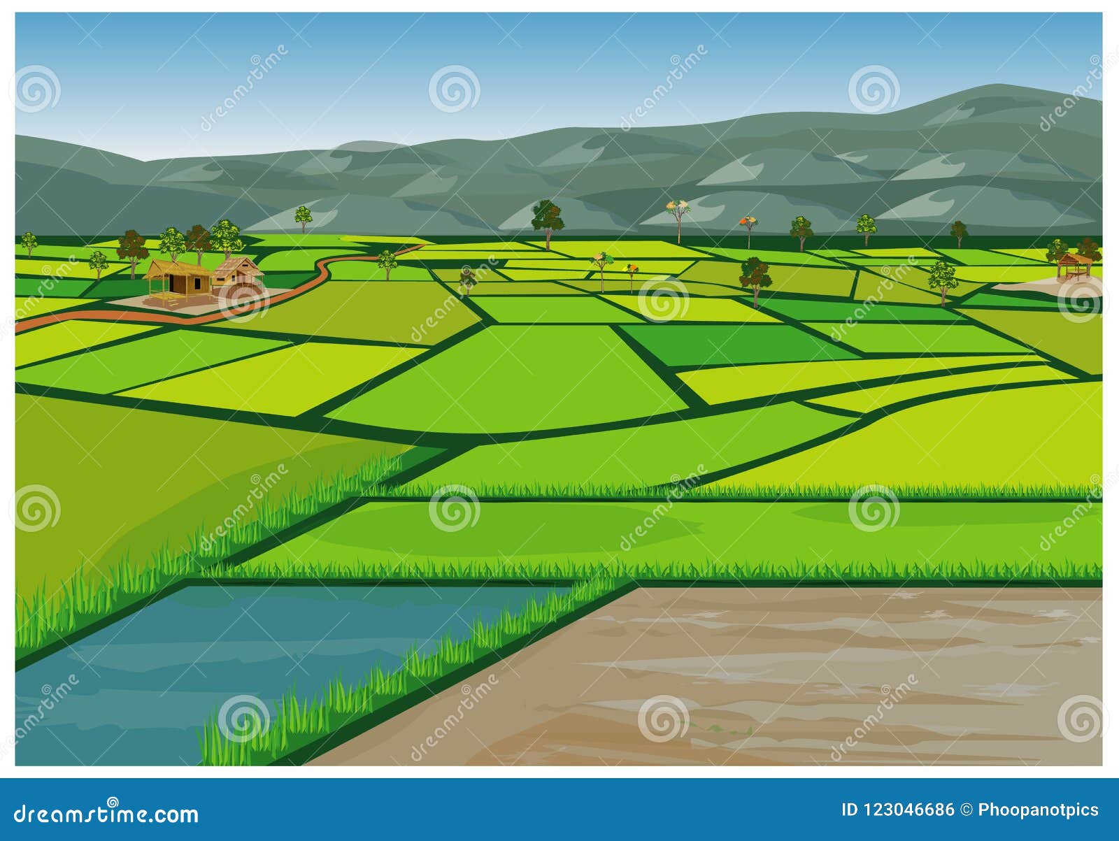 Large paddy field stock vector. Illustration of agriculture - 123046686