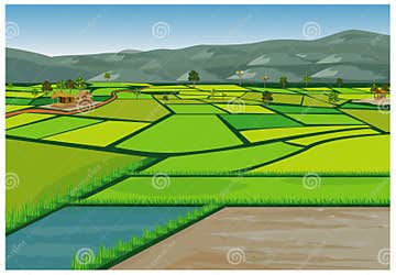 Large paddy field stock vector. Illustration of agriculture - 123046686