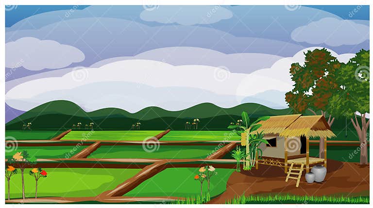 Paddy field vector stock vector. Illustration of carry - 130236354