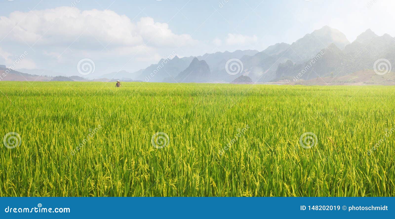 Large Rice Paddy in Vietnam Stock Image - Image of nature, paddy: 148202019