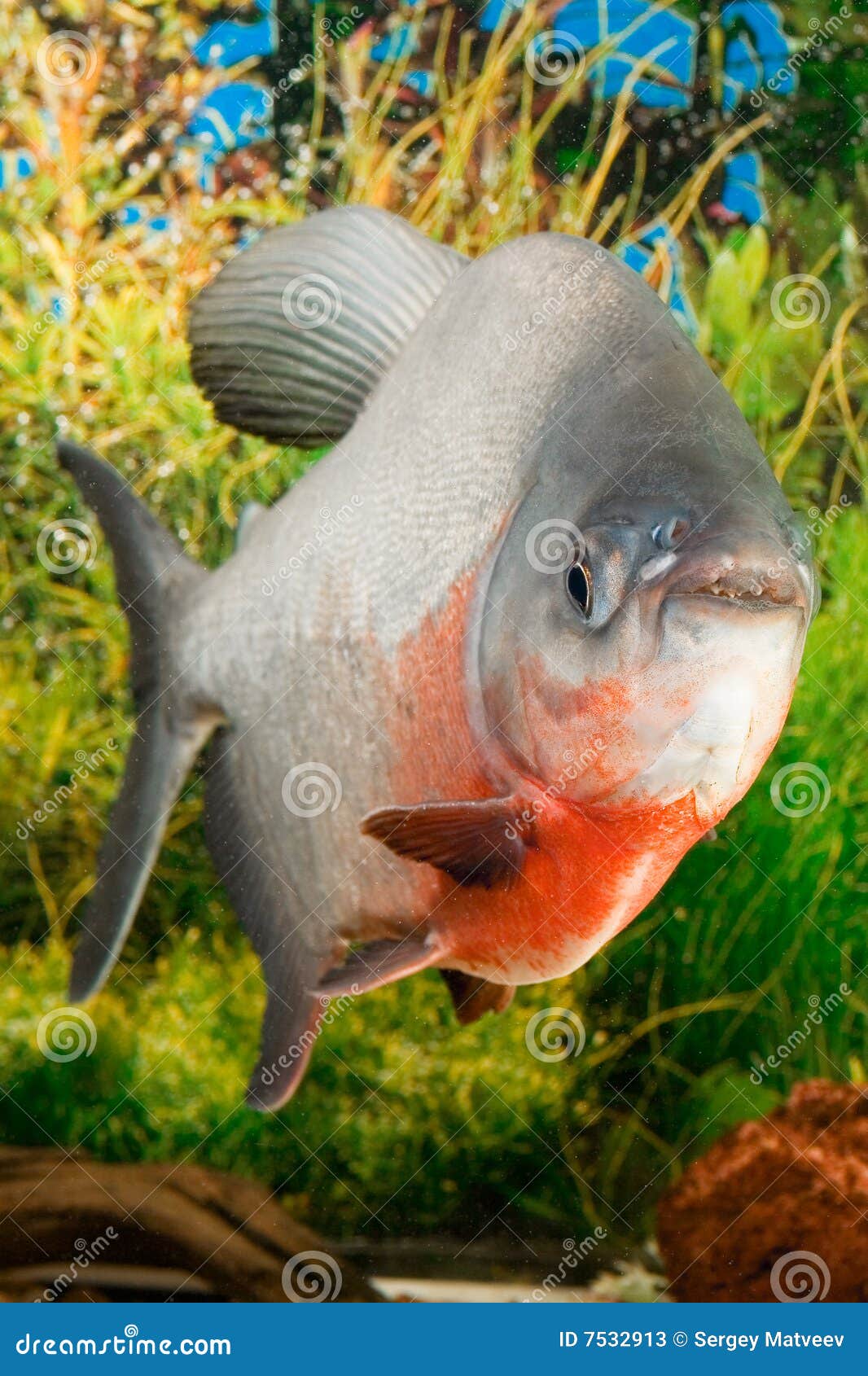 Large Paku fish stock image. Image of aquarium, paku, animal - 7532913