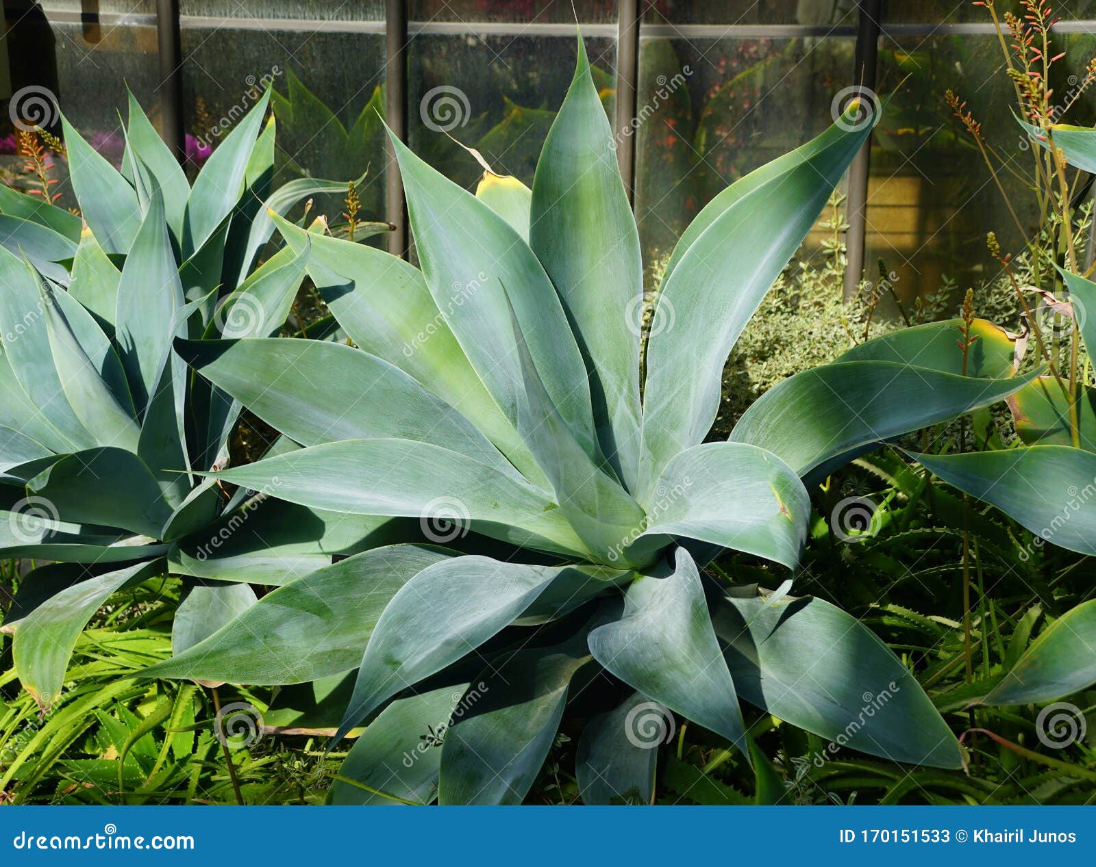 Large Pale Green Cactus of Century Plant Nova Stock Image - Image of ...